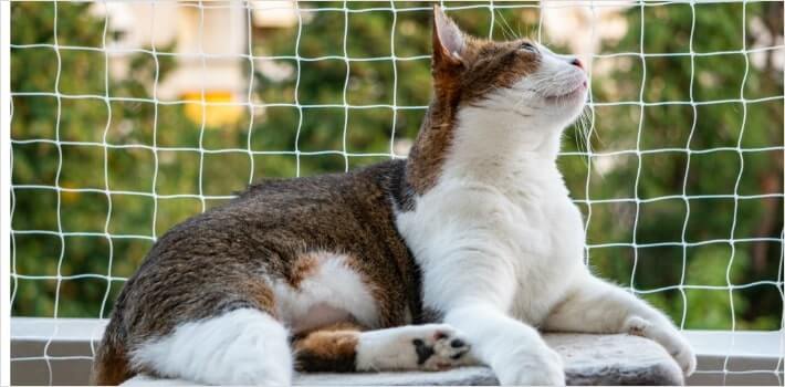 BOY Katzennetze & Montageartikel | Sicherheit für Ihre Katze